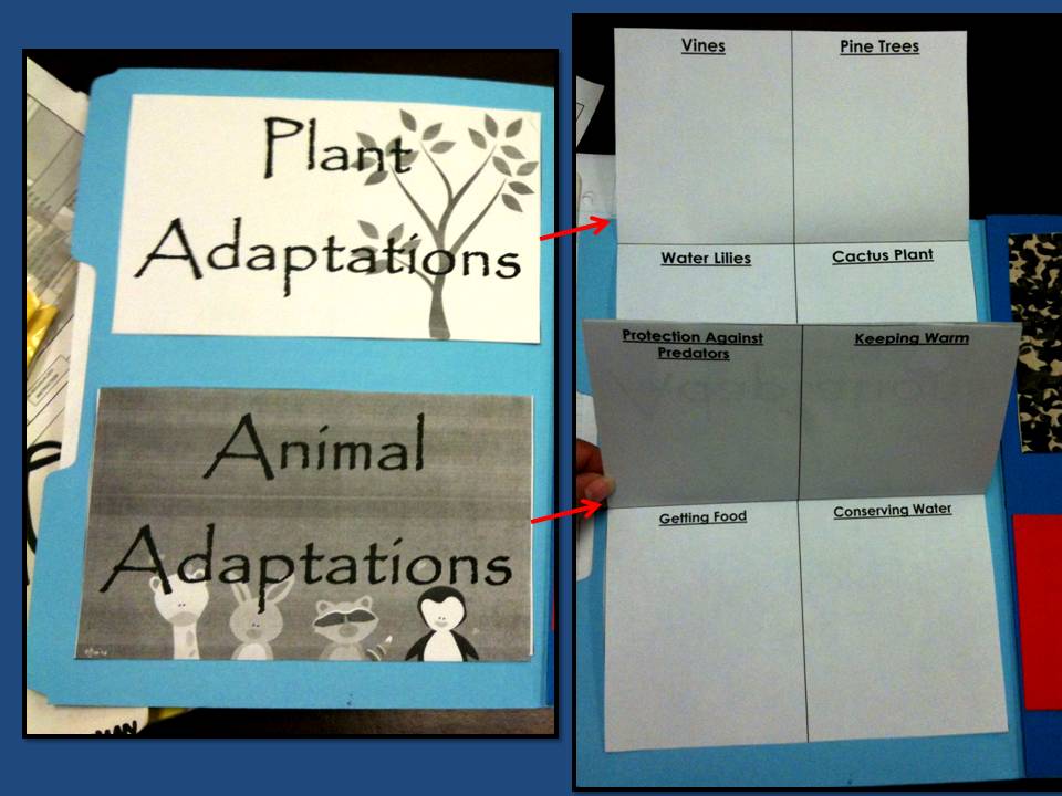 Tales of Frogs and Cupcakes: Foldables Week: Science