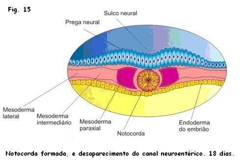A Vida De Zuleide: outubro 2016