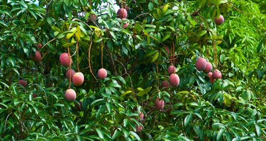 Gardening South Florida Style: Mango Season is finally here!