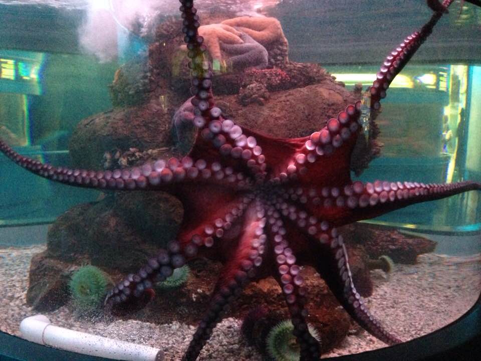 Octopus Hugs and Stingray Kisses