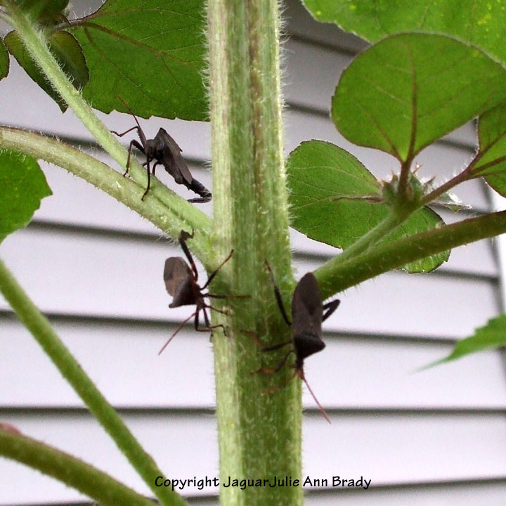 Julie Ann Brady : Blog On: Insects and Critters in my Sunflower Garden