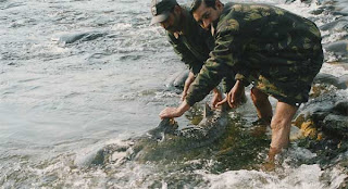 Goonch Catfish Pictures | Giant Devil Catfish - The Goonch Catfish