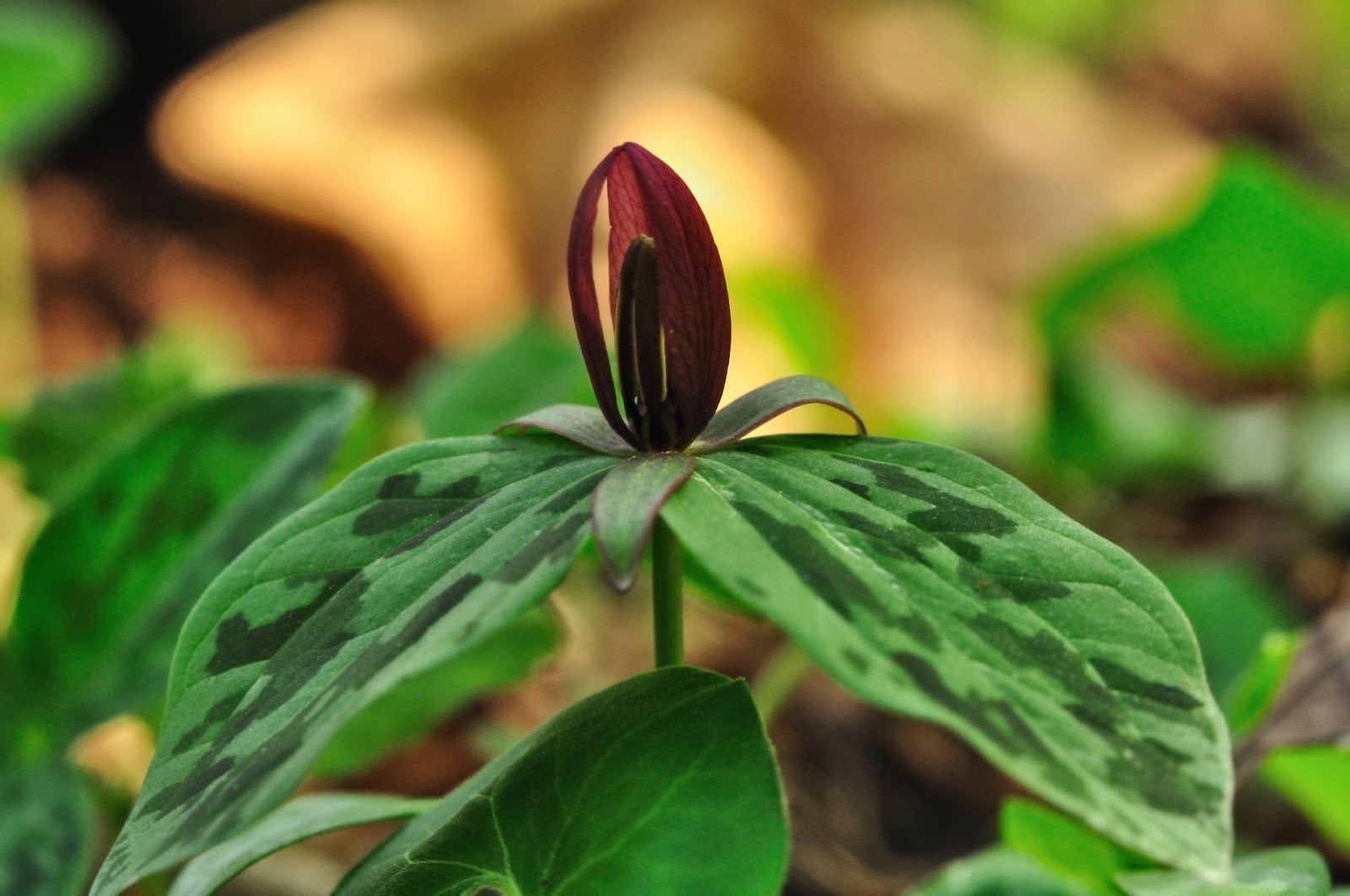 Discover West Virginia: Spring Wildflowers of the New River Gorge ...