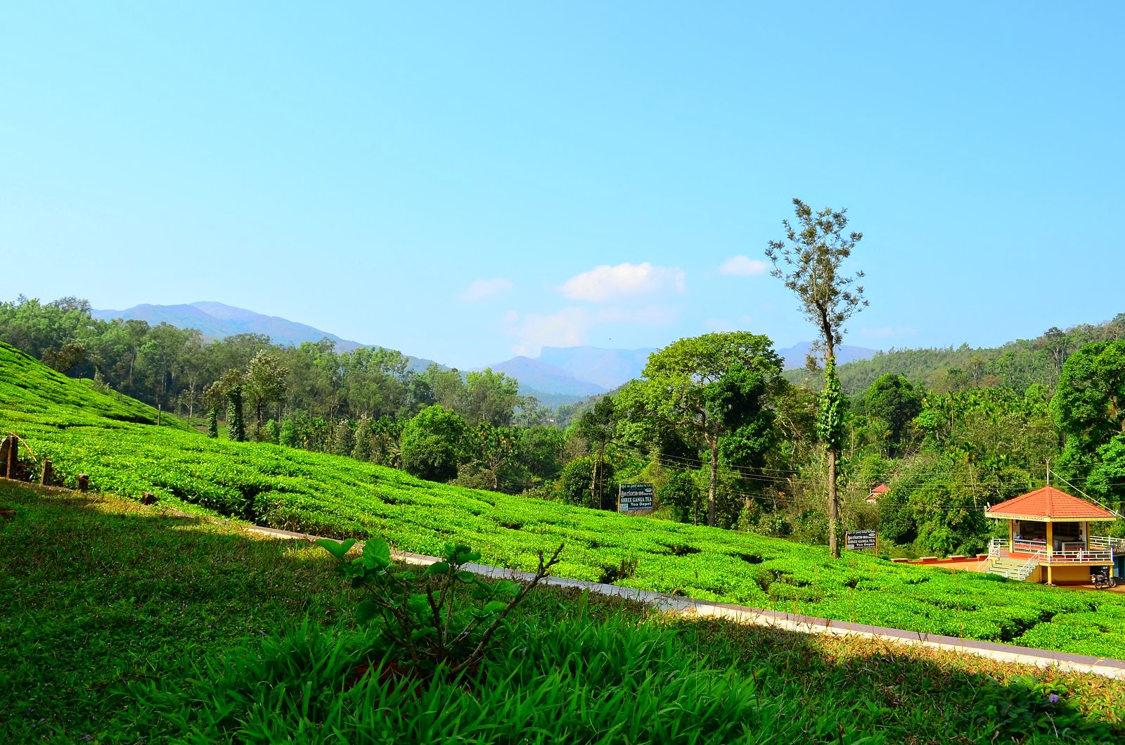 Sharath Hassan A Travelling Photographer: Samse Tea Estate near ...