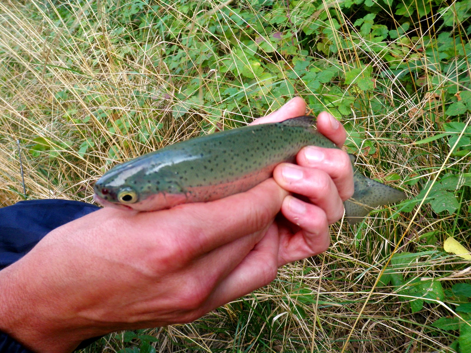 SUR-fishing: In search of the elusive Marble Trout - Italy, 2012