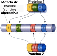 Biologos_Anonimos: Tarea...! Splicing..!
