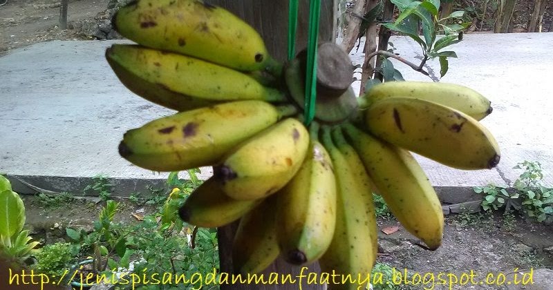 Ciri Ciri Pisang Mas, Harganya Di Pasaran, Gambarnya, Dan Perbedaan ...