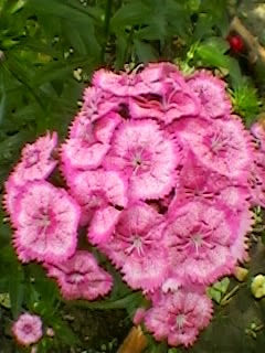 Pamflet, schita umoristica: Fotografii. FLORI DIN GRADINA MEA ...