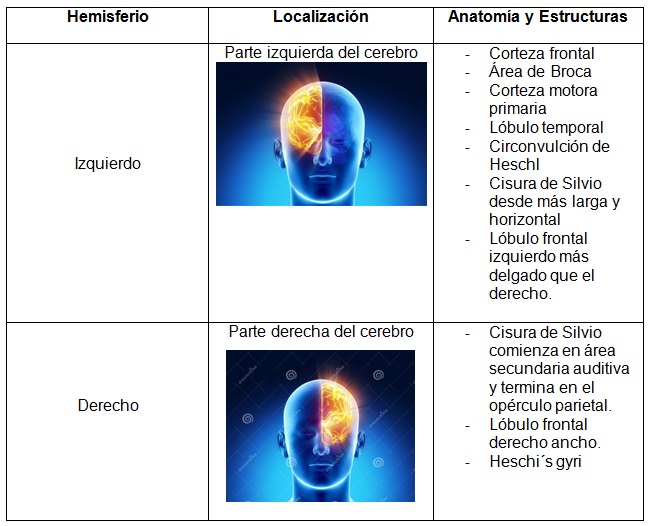 Blog Examen Final Neurociencias: Lateralización, lenguaje y cerebro ...