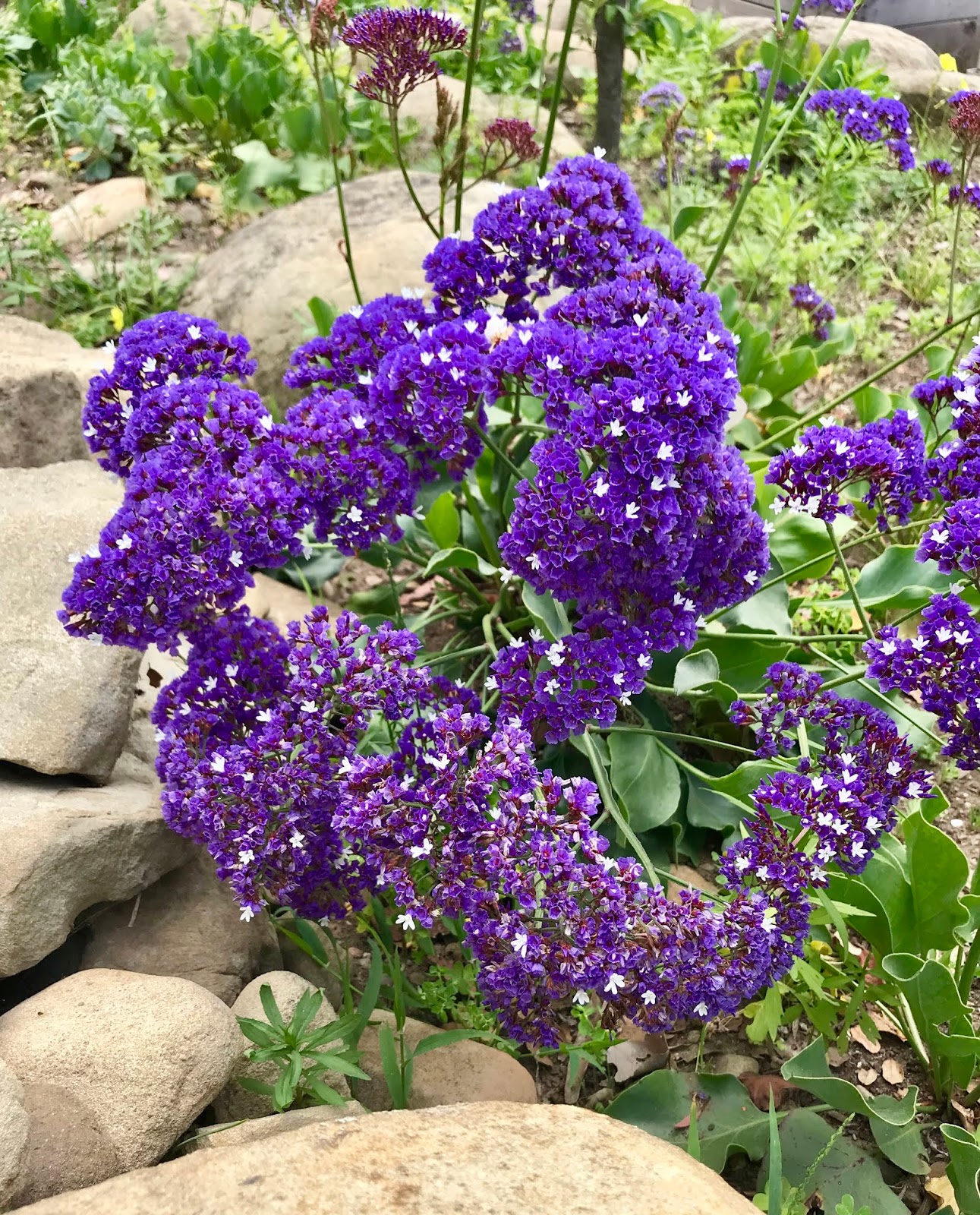 On Discovering A Garden: Gopher Resistant Plants