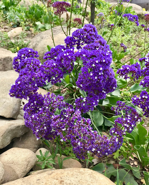 On Discovering A Garden: Gopher Resistant Plants