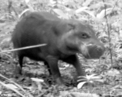 White Wolf : Pygmy Hippo Filmed for the First Time in Liberia (Video)