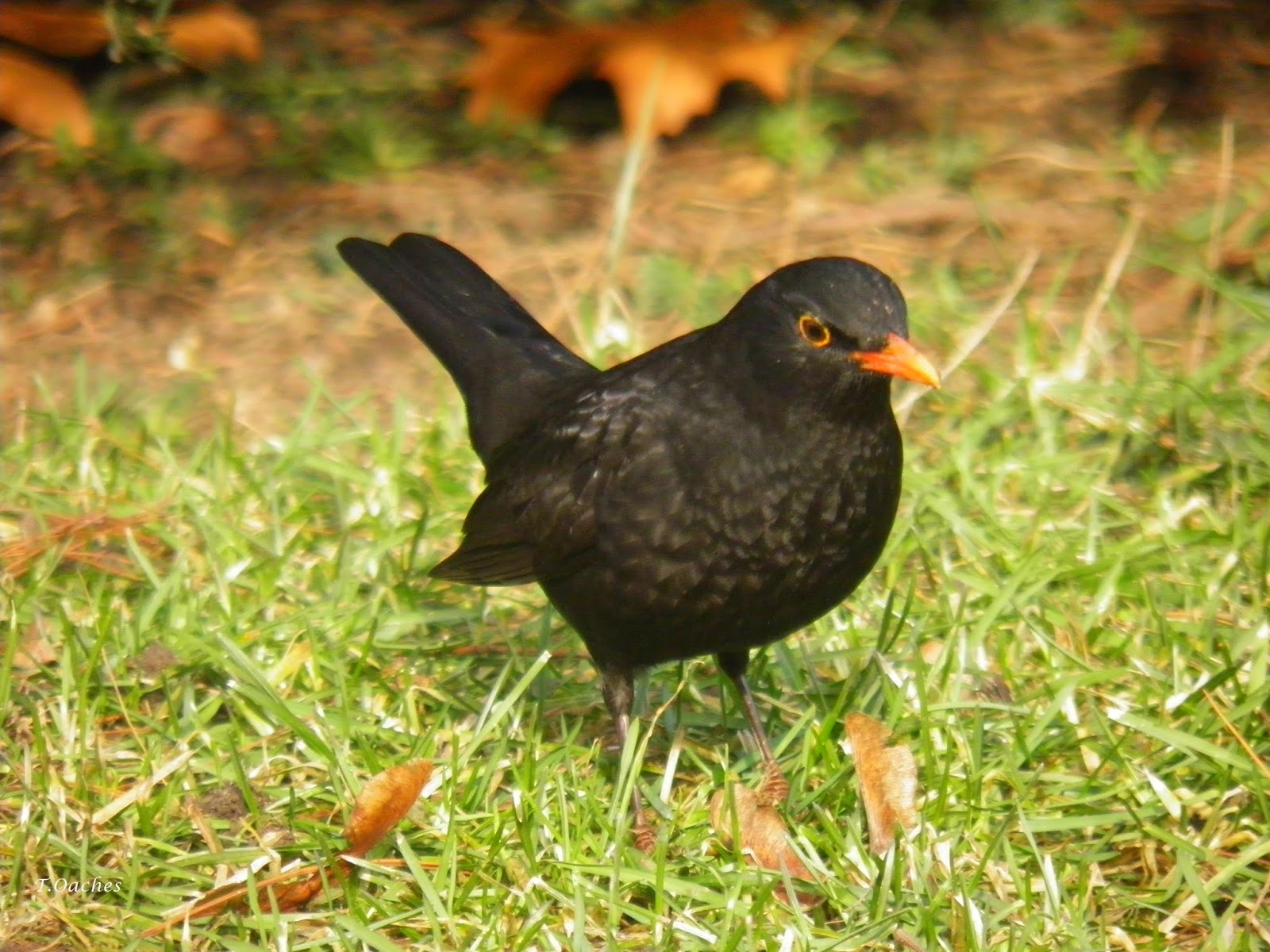 PASARI DIN ROMANIA: MIERLA (1), Turdus merula