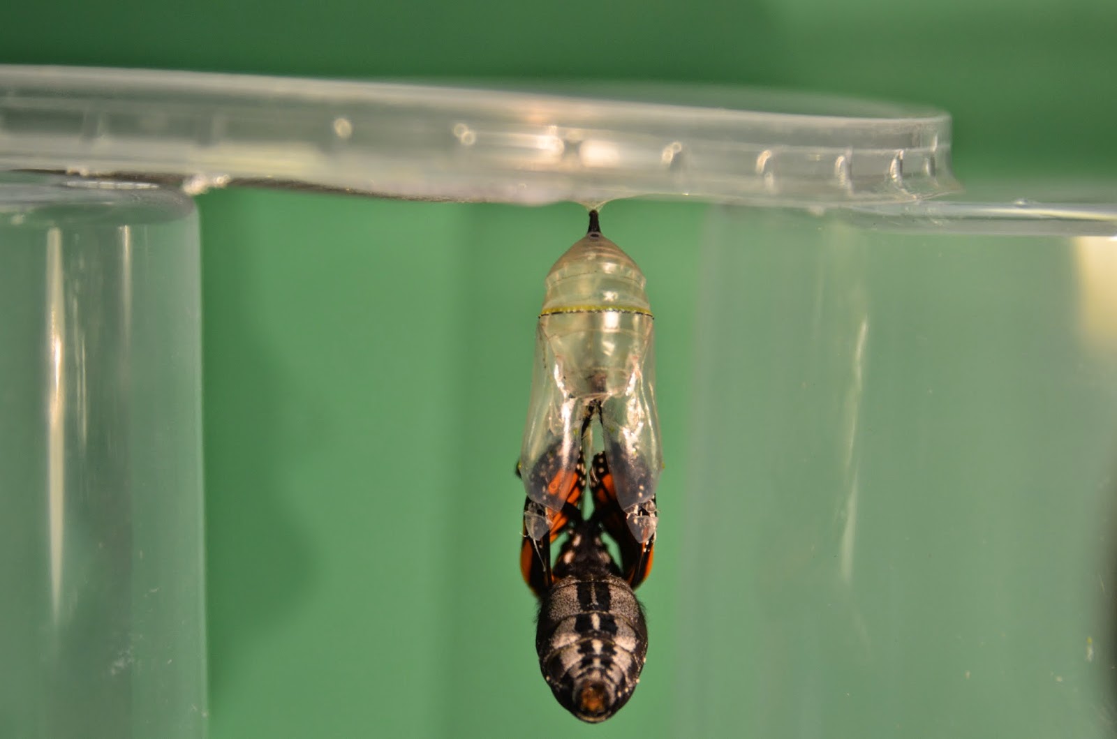 Animal Crackers: Monarch Butterfly Emerging from Chrysalis