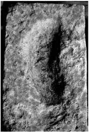 Mapinguari (continued) | Patagonian monsters