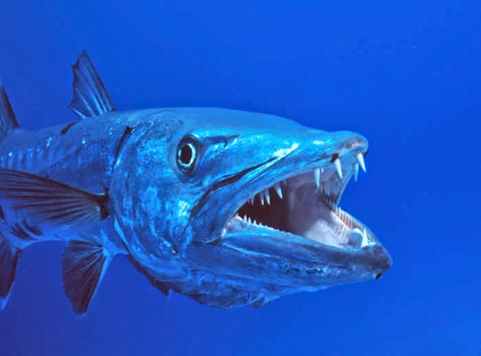 Ikan Barakuda ~ ANEKA RAGAM IKAN