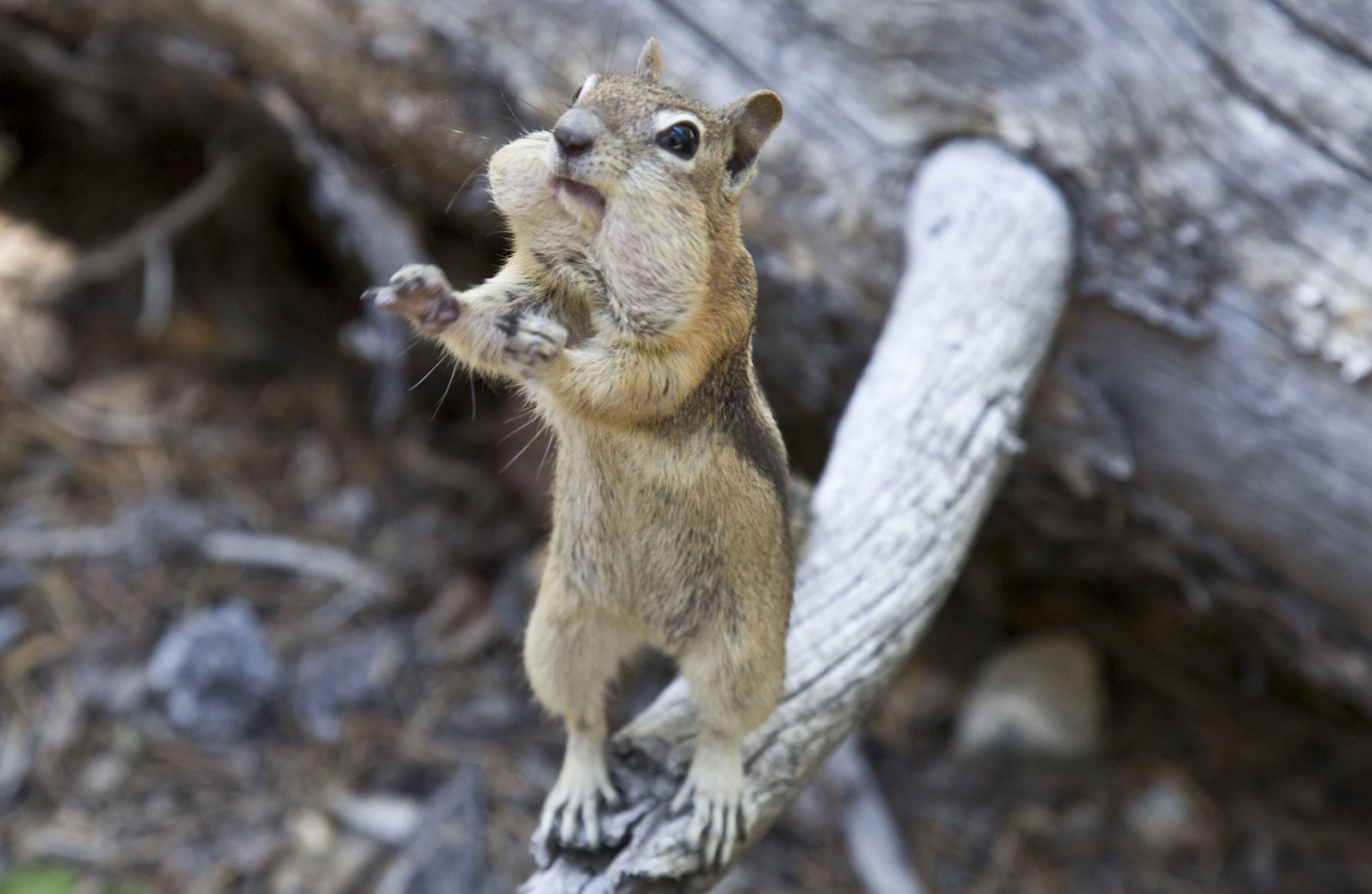 RonNewby: Chipmunk gone rogue Wild Basin Colorado