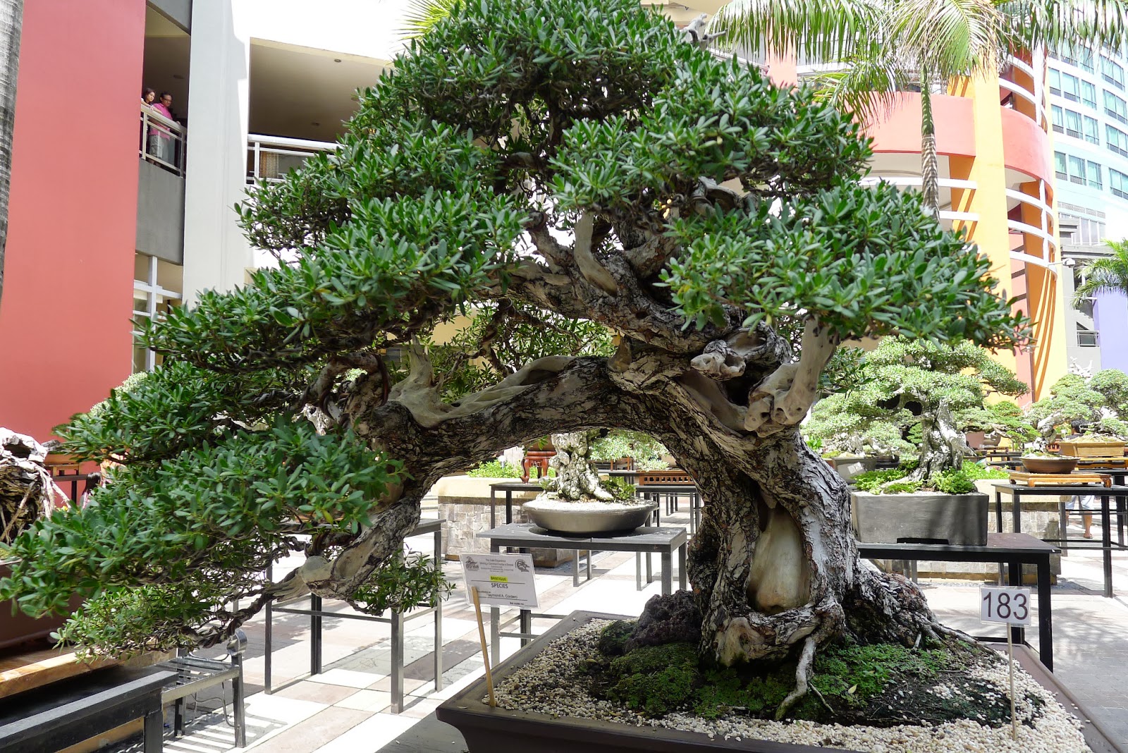 Beautiful Bonsais | Tina Villa