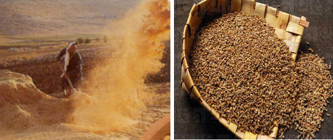 NephiCode: Wheat Not Found in the New World – Part II