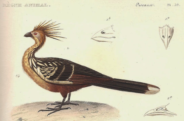 HISTORIAS ZOOLOGICAS: EL HOATZIN (Opisthocomus hoazin): LA ...