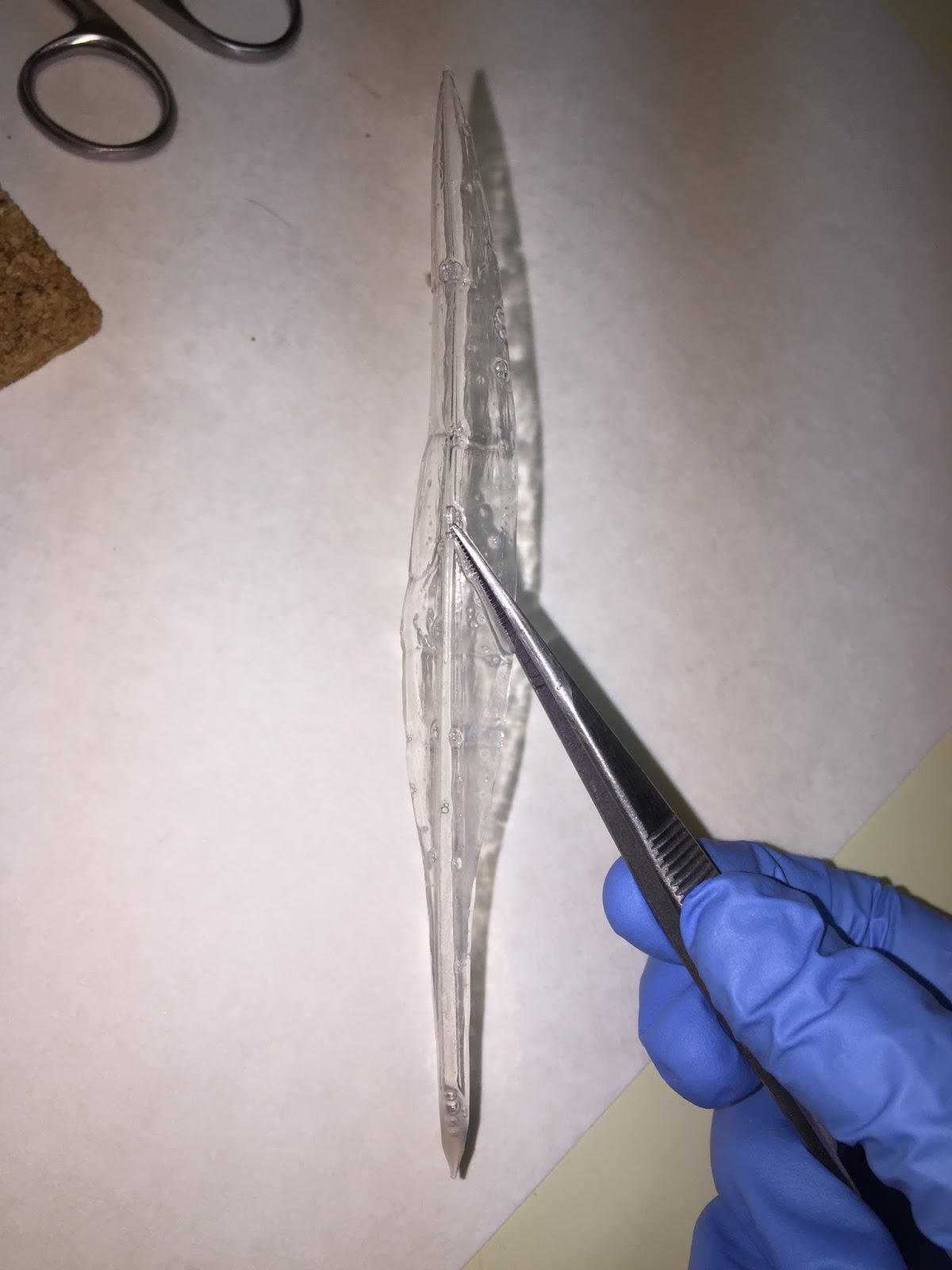 Biología y ANAtomía de 1ºBach: Práctica de DISECCIÓN DE UN CALAMAR