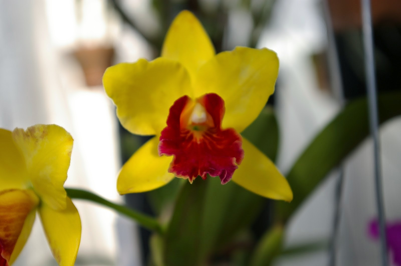 カトレヤの写真ブログ: Rlc. 〔旧 Pot.〕 Little Toshie "Gold Country", AM/AOS