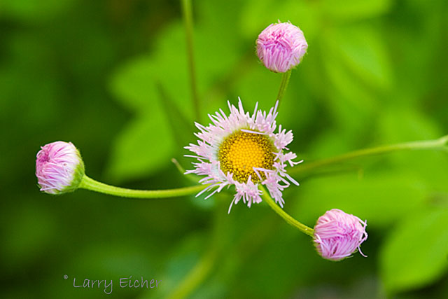 Larry at Larry's Images.com: Common Fleabane