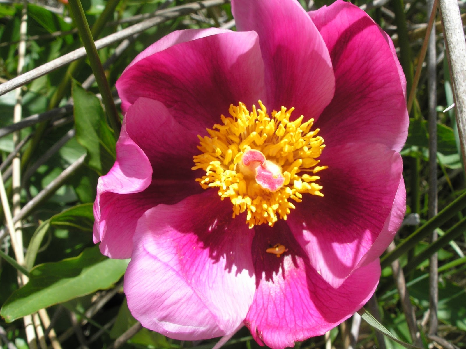 FLORA CAMPO DE MONTIEL Y ALREDEDORES: PEONÍA, ROSA ALBARDERA, ROSA ...