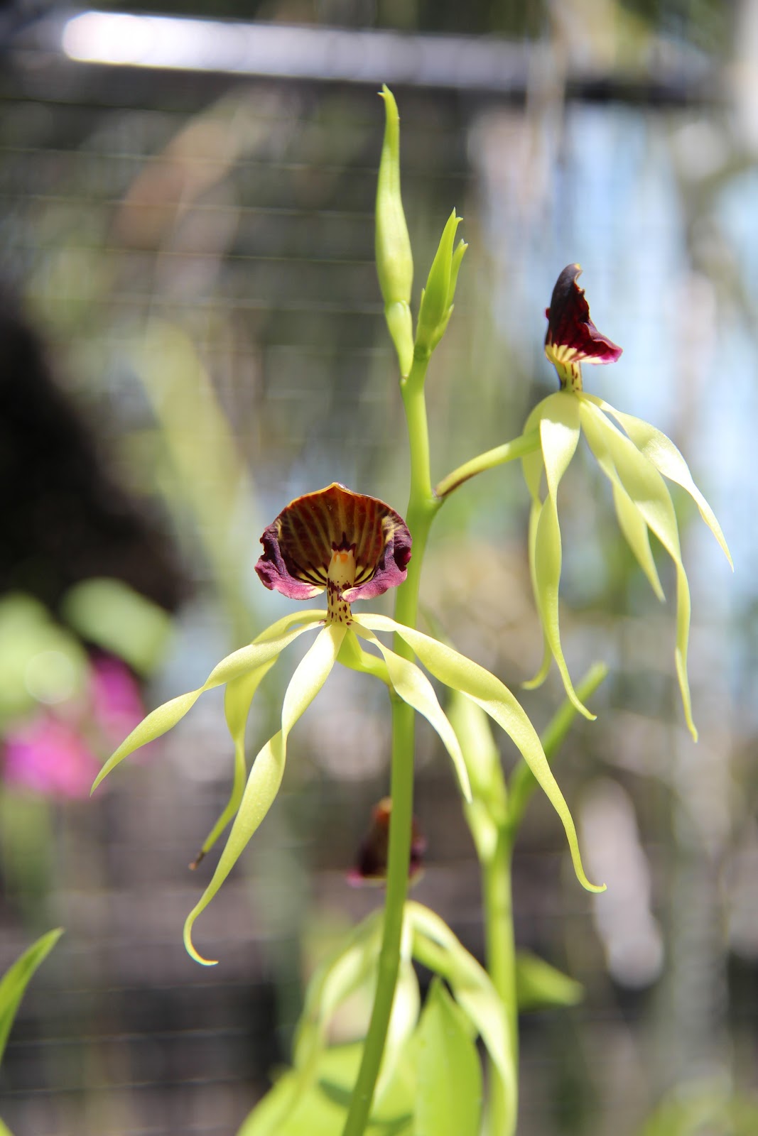 The Diary of The Botanic Gardens at Kona Kai: Octopus Orchid And The ...