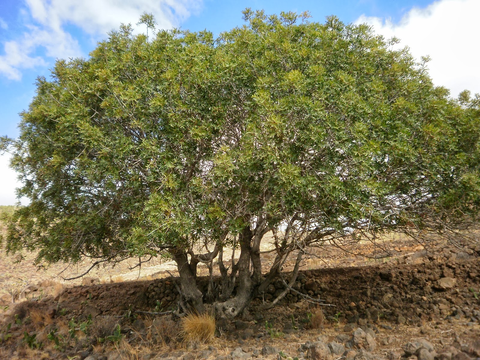 CUADERNO DE GEOGRAFIA CANARIA: Almácigos.