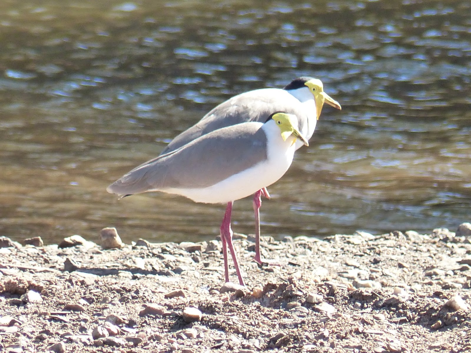 Kimberley Adventure 2015: Kimberley flora and fauna