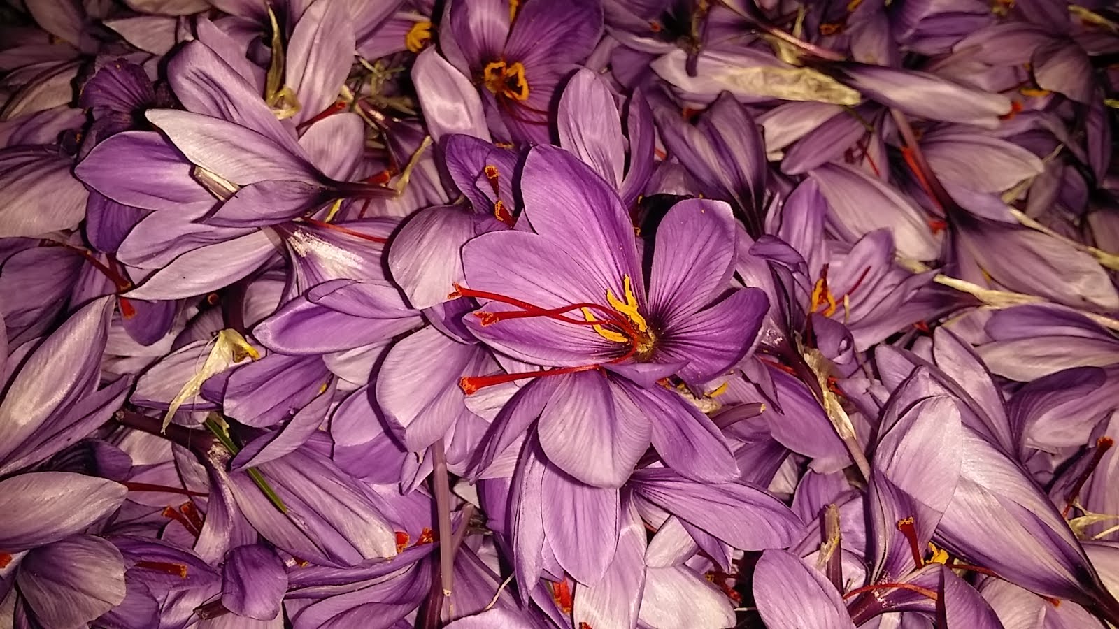 ROSAS DE AZAFRÁN. ZAFFERANO ROSE - LA NATURALEZA EN FOTOGRAFIAS ...