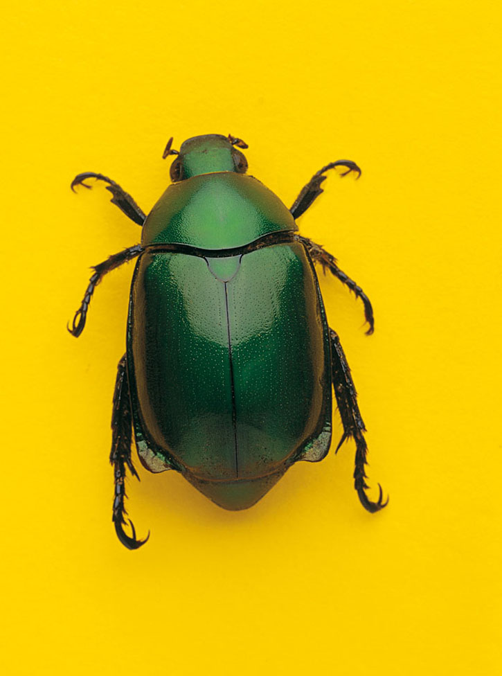 CIENCIAS DE LA VIDA: 3.1 Clasificación, función y ejemplificación de ...