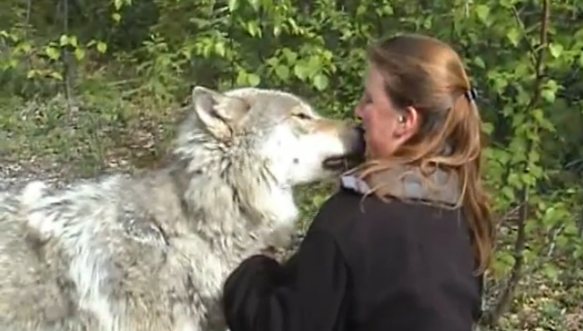 White Wolf : Amazing Short Movie Shows Wolves of the Rockies Greeting ...