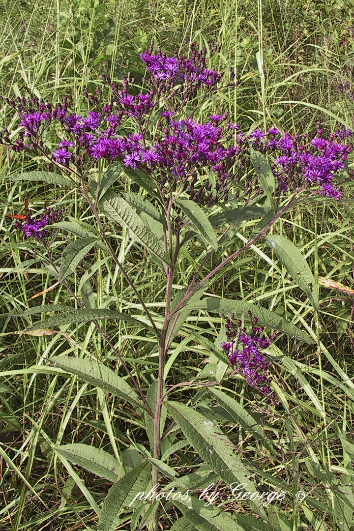 "What's Blooming Now" : Giant Ironweed, Tall Ironweed (Vernonia gigantea)