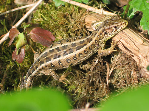 Sand Lizard - True Wildlife Creatures