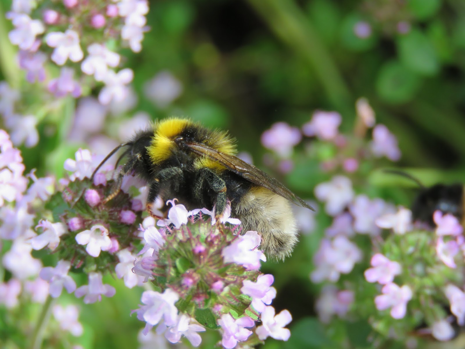 Höns och bin: Galen i humlor.