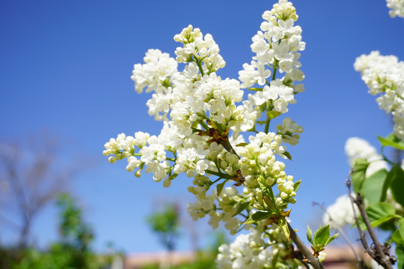 Plantas de Huerta Otea, Salamanca: Lilo, lila (Syringa vulgaris)