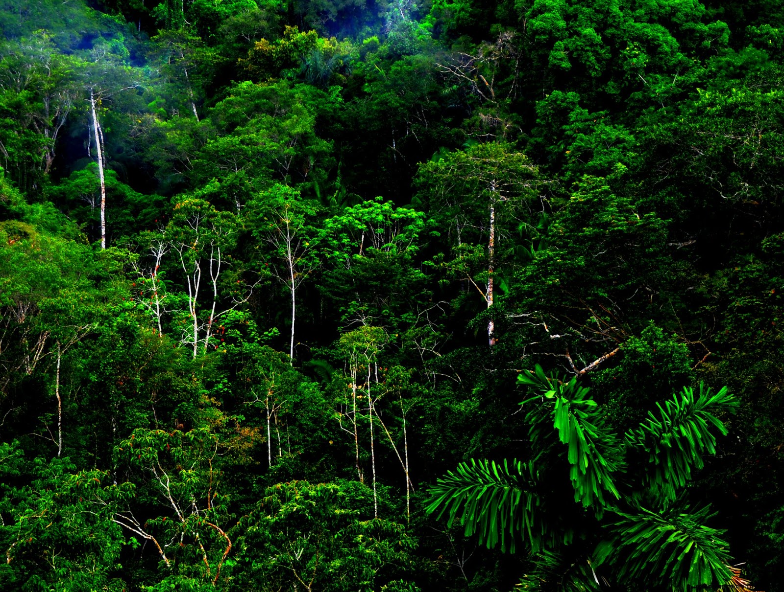 Tropical Rainforest Trees | Wallpapers Gallery