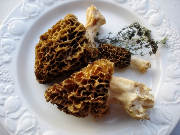 Cuina Cinc: La múrgola, bolet de primavera. La recepta, ofegat de ...