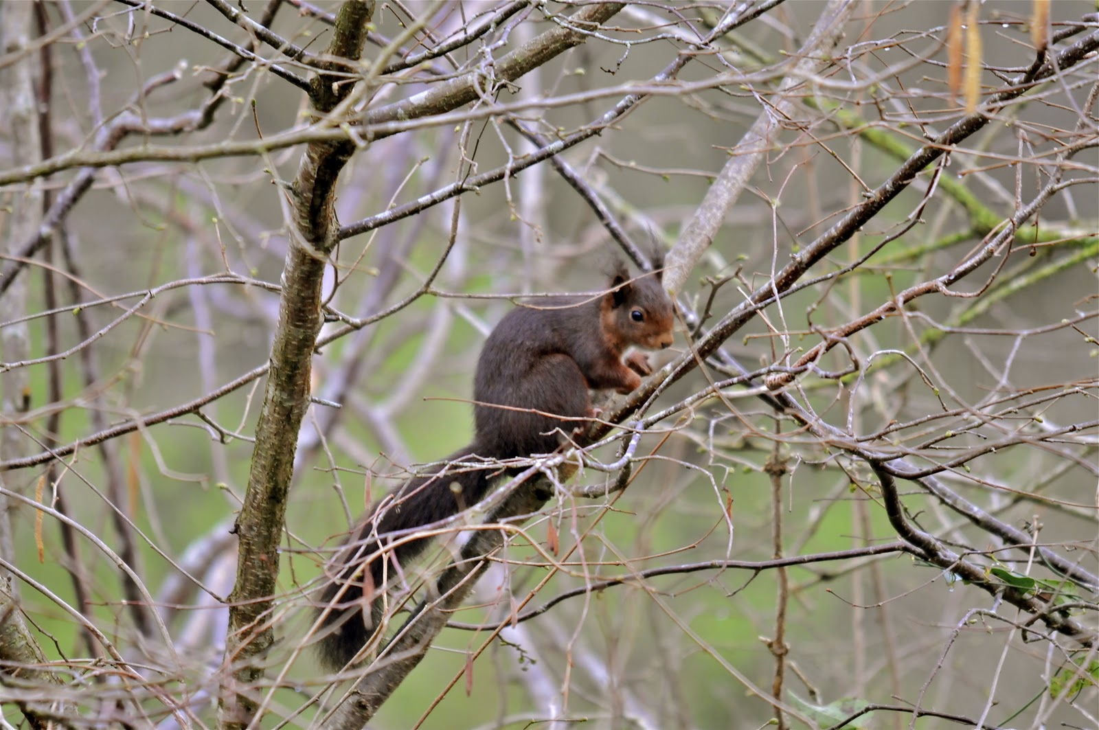 EL NIDO DEL XUAN: LA ARDILLA ROJA (Sciurus vulgaris)