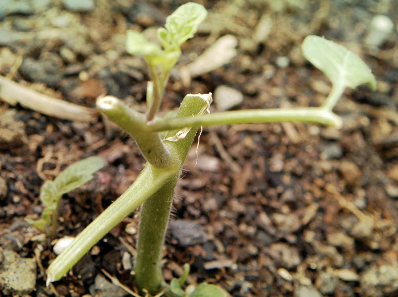 {Hopefully} Possum-Proof Gardening