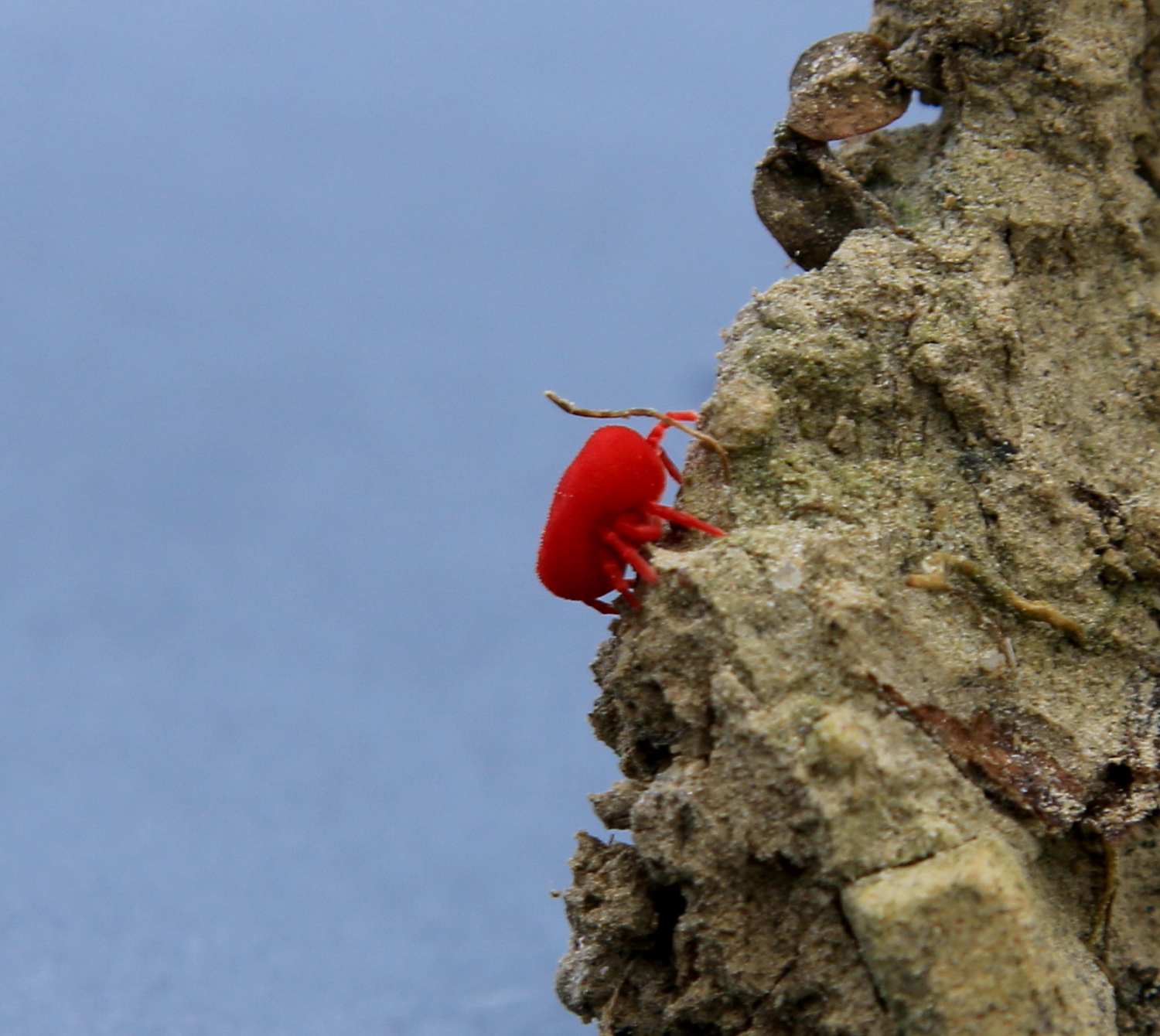 Passion-Apiculture. Le blog de l'Abeille Pat: L’araignée rouge