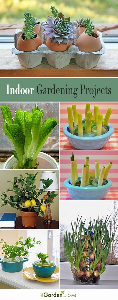 Indoor Gardening Projects • Great Ideas and Tutorials! - Flowers Gardens
