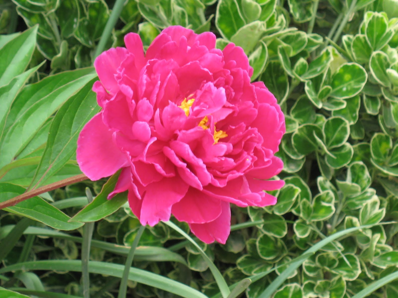 Jurnal de gradina: Din nou, bujori...