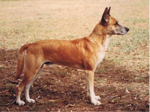 Dingo Lady: The Truth about Dingoes: 5 The Dingo’s Anatomy