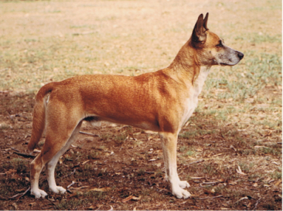 Dingo Lady: The Truth about Dingoes: 5 The Dingo’s Anatomy