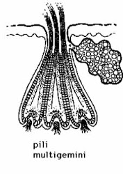 Pili multigemini - Meu Crespo Cacheado