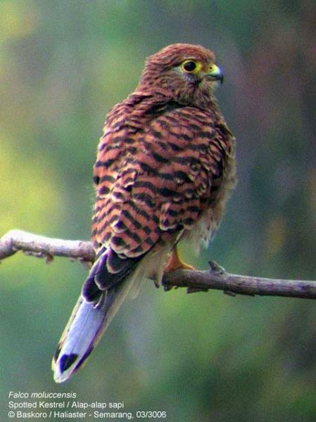 flora dan fauna: Jenis-jenis burung elang di indonesia