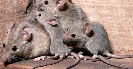 RATAS :'''NO LO SE!!!... ¿O SI?